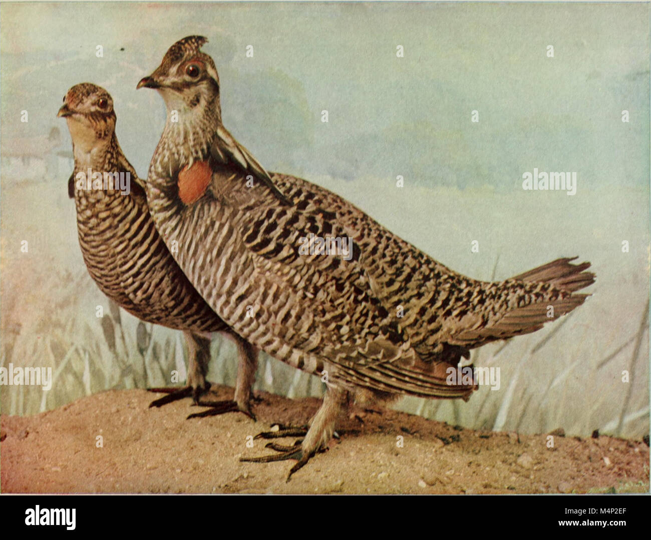 'Birds and Nature' (1898) offers a detailed exploration of bird species ...