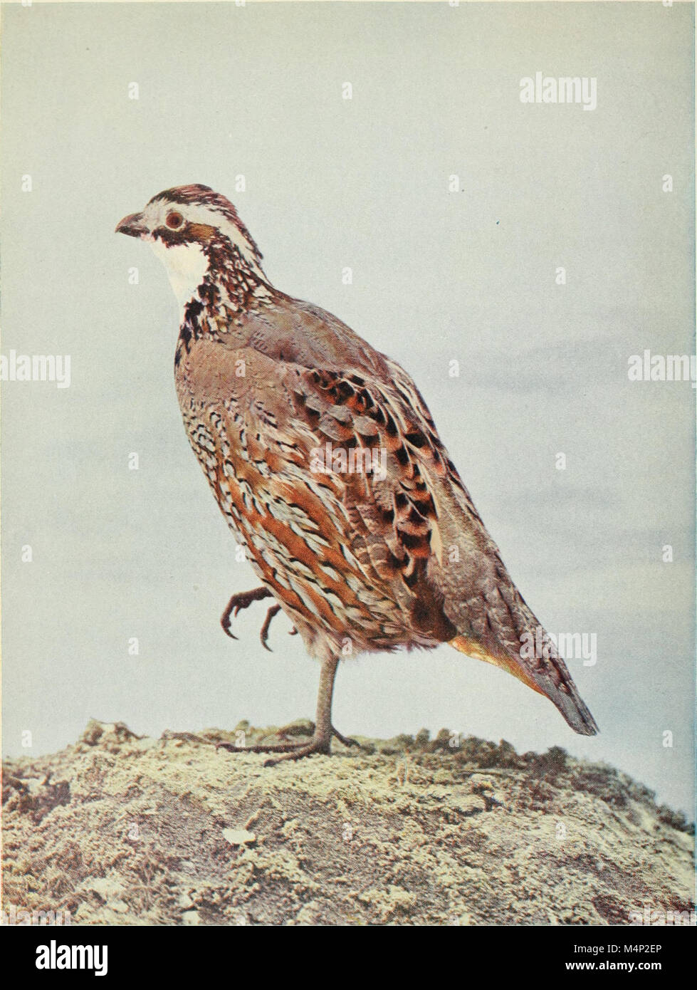 This publication from 1898 explores the connection between birds and ...