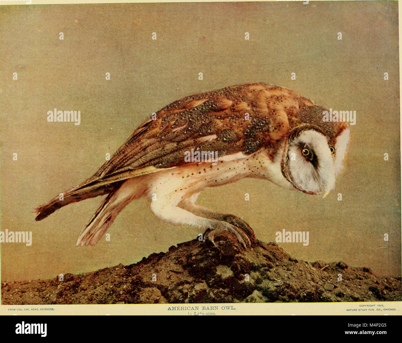 Birds and Nature (1899) features articles on bird species, their ...