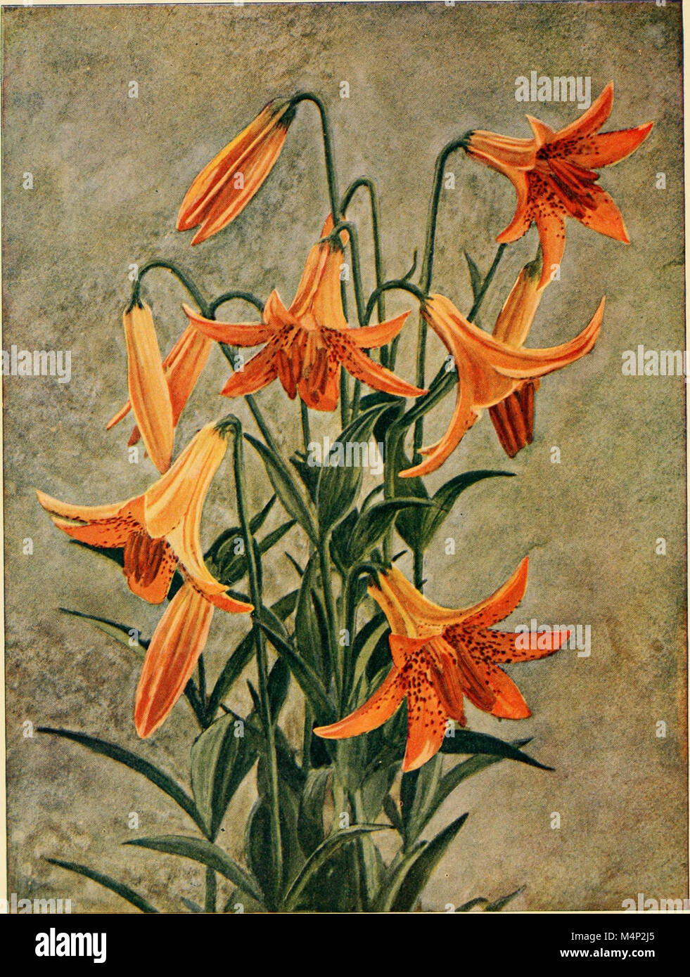 'Birds and Nature' (1900) explores various bird species and their ...