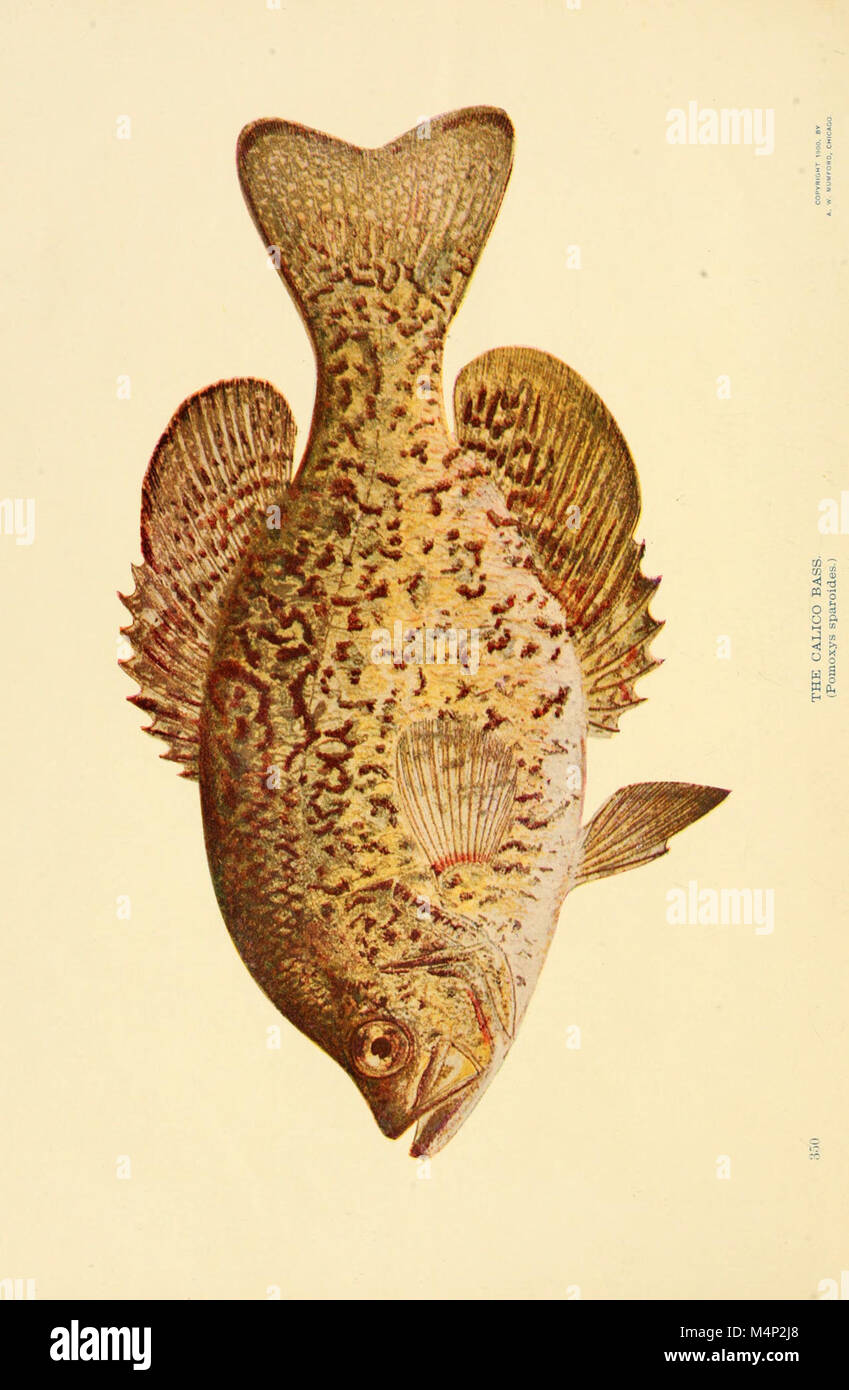 *Birds and Nature* (1900) is a publication showcasing bird species and ...