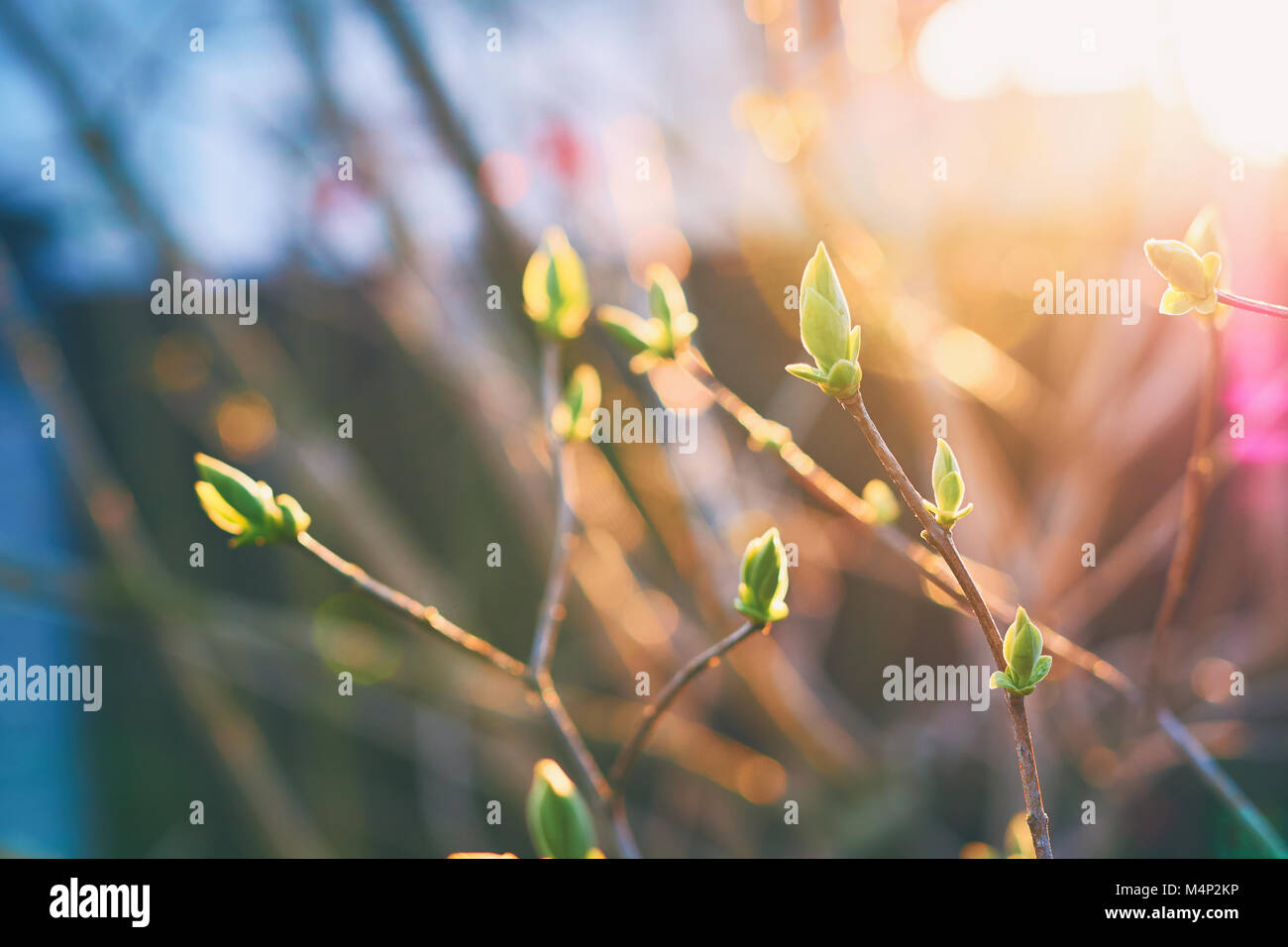 Beautiful vibrant spring garden background with fresh green buds in the ...