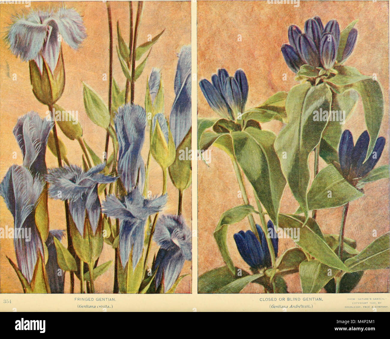 'Birds and Nature' (1900) is a periodical that focuses on birds, their ...