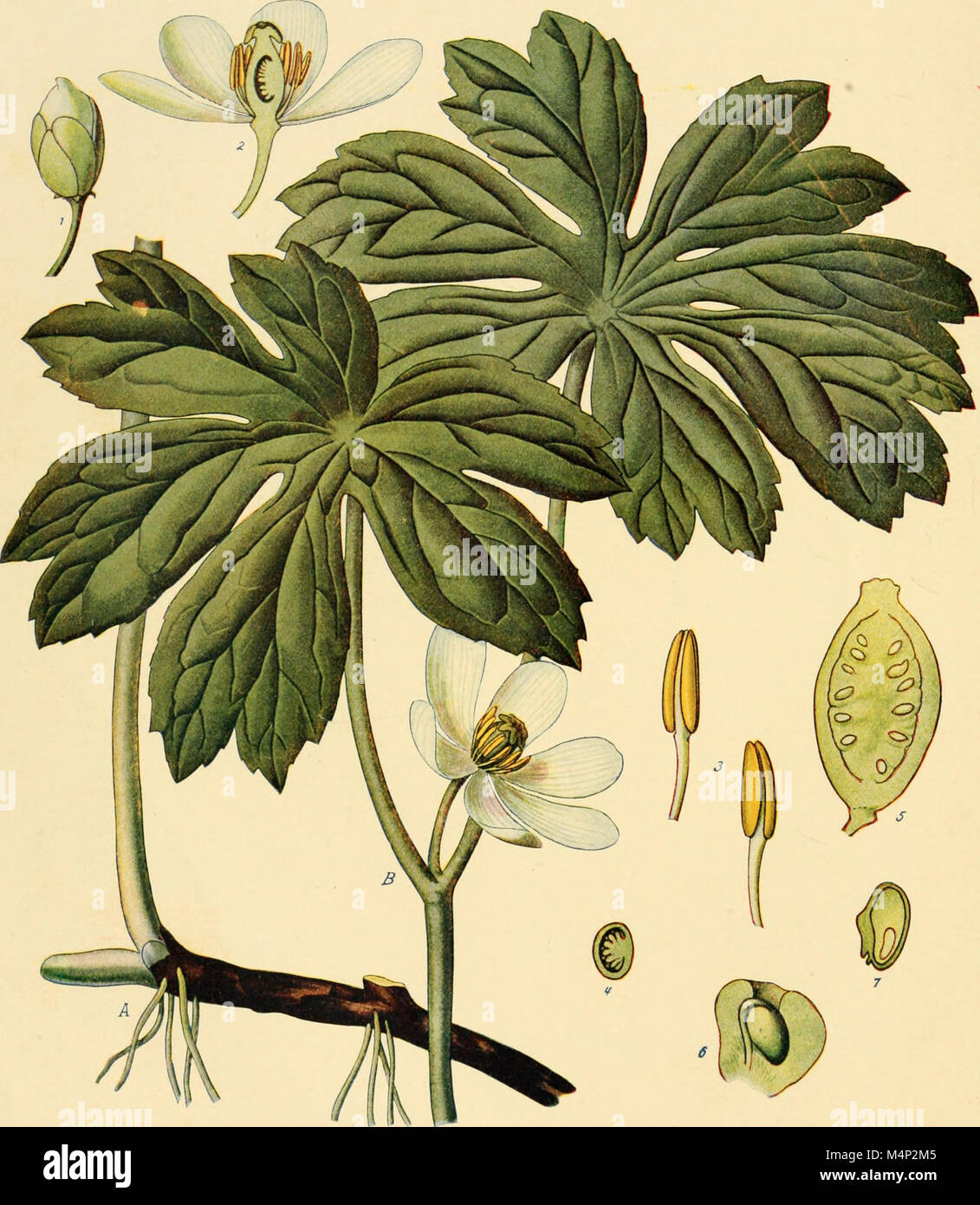 A 1900 publication titled 'Birds and Nature,' focused on the natural ...