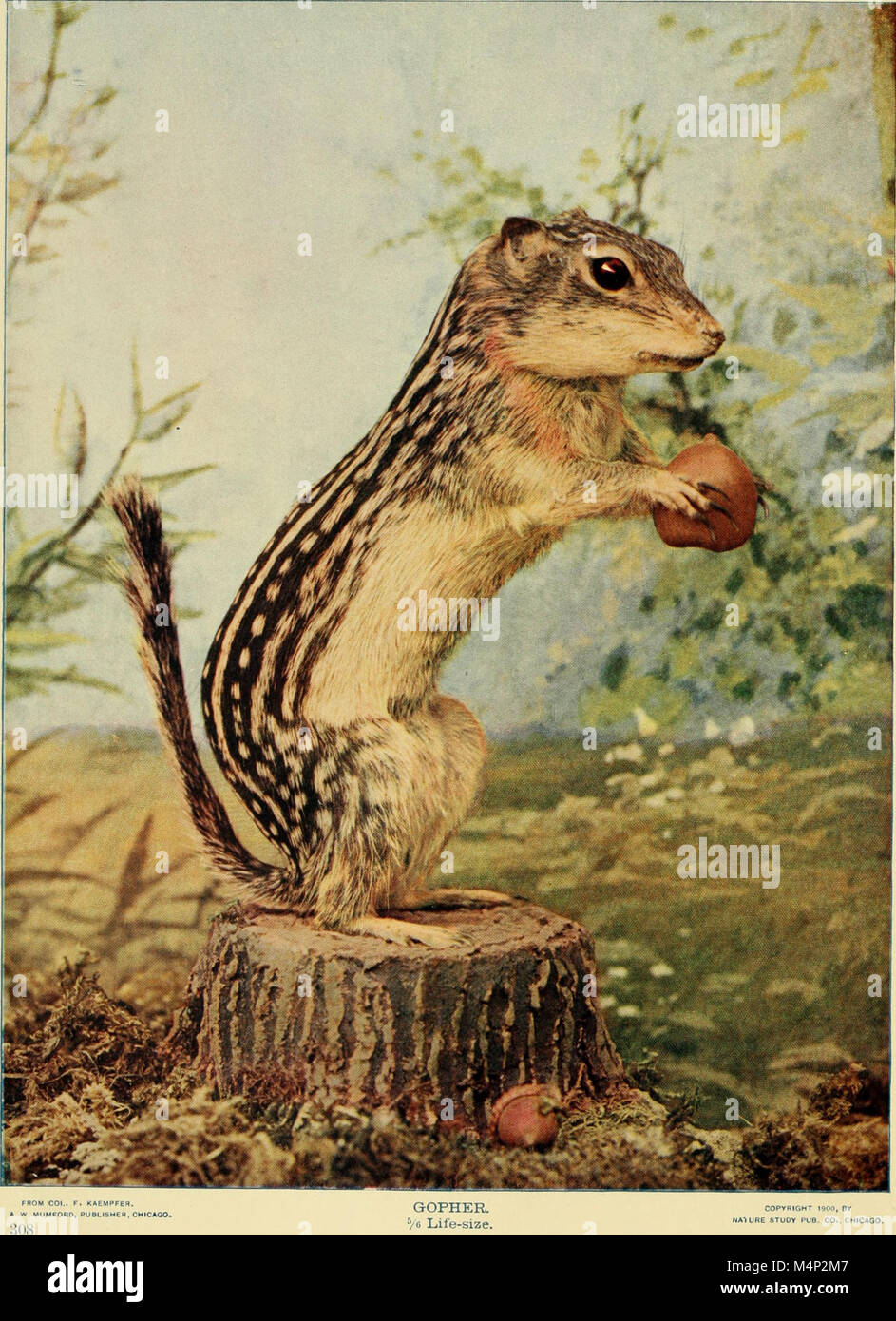 'Birds and Nature' (1900) presents detailed studies on bird species ...