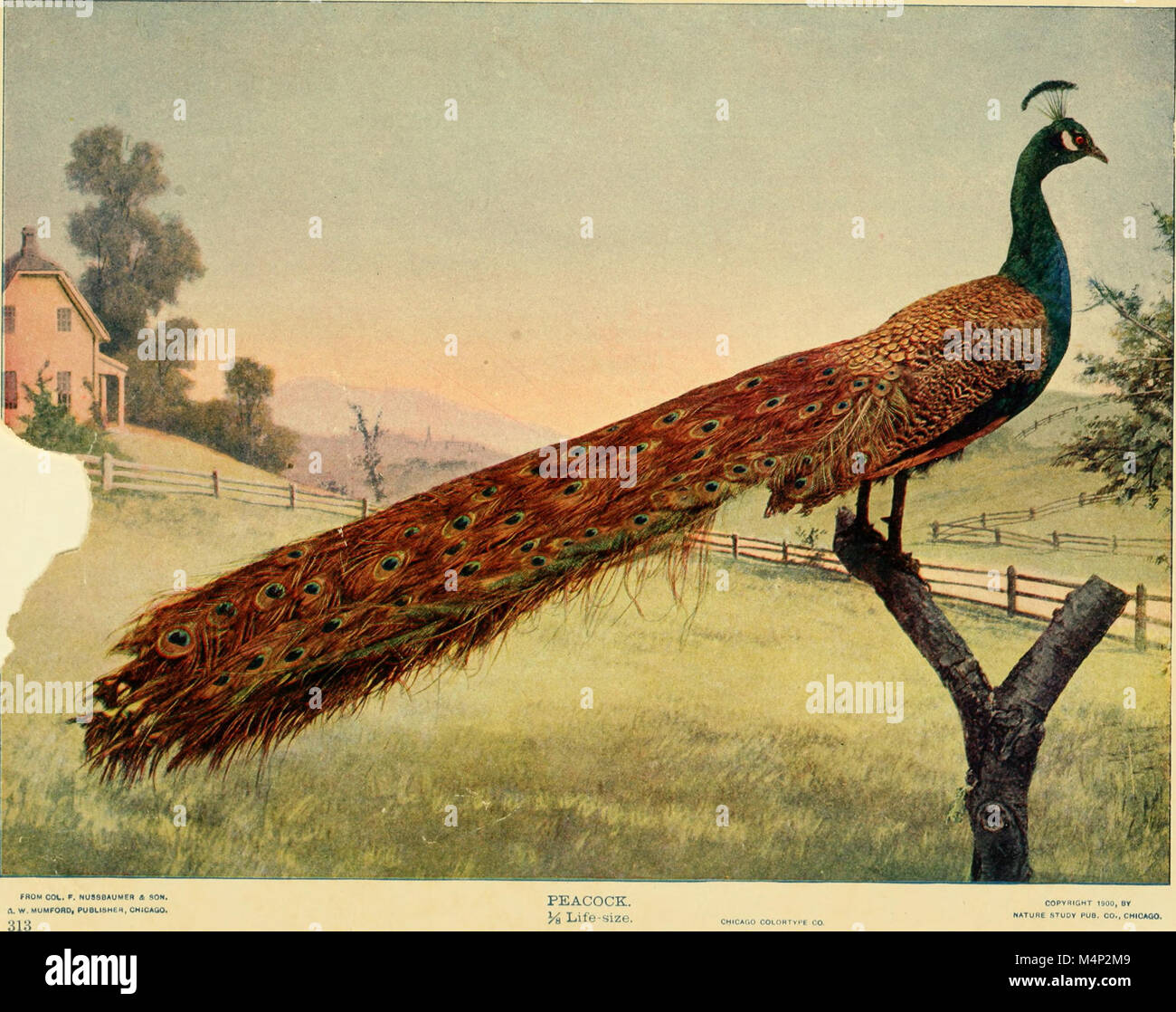 Birds and Nature is a work that explores various species of birds and ...