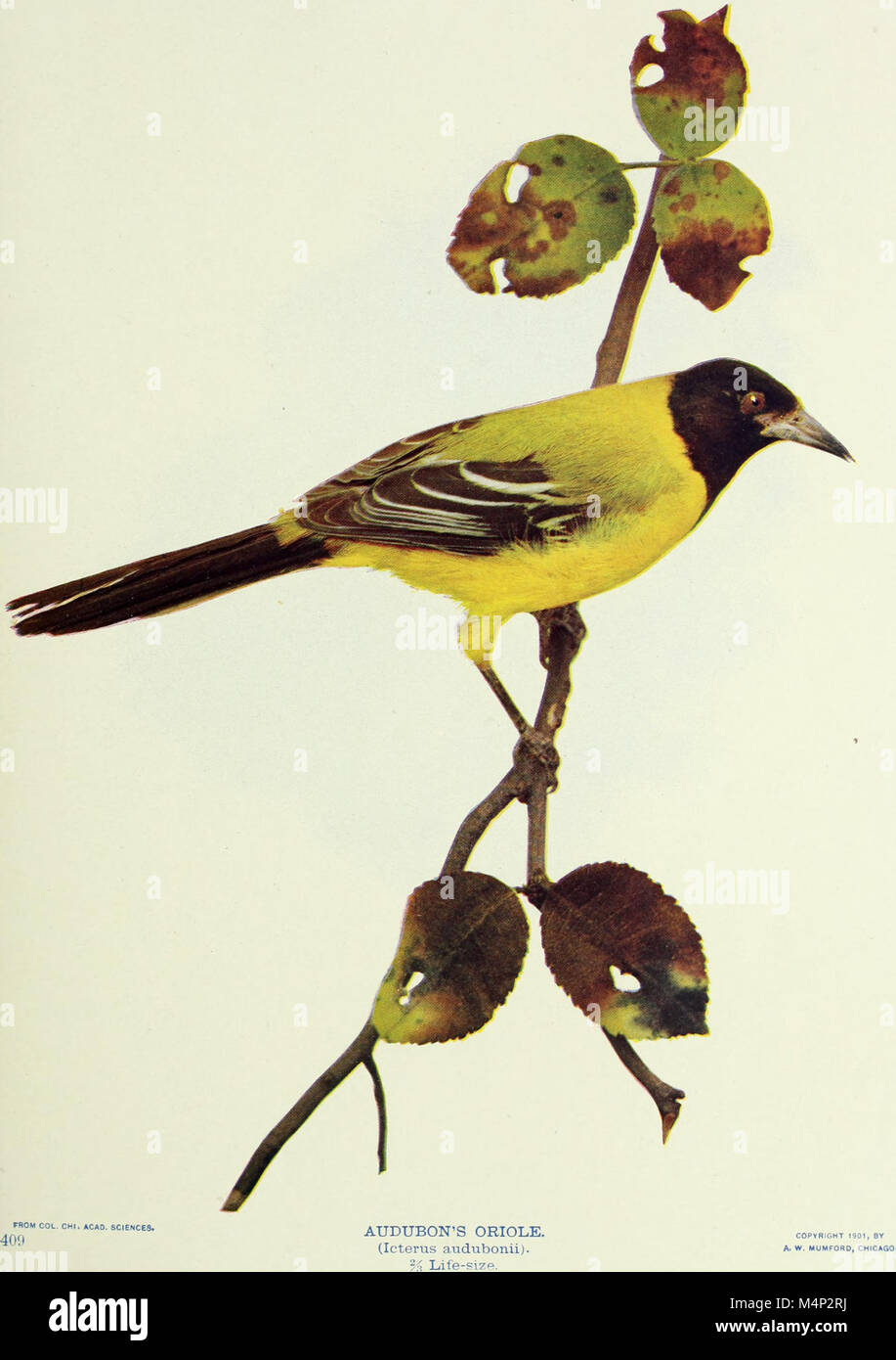 'Birds and Nature' (1901) explores the connection between birds and ...