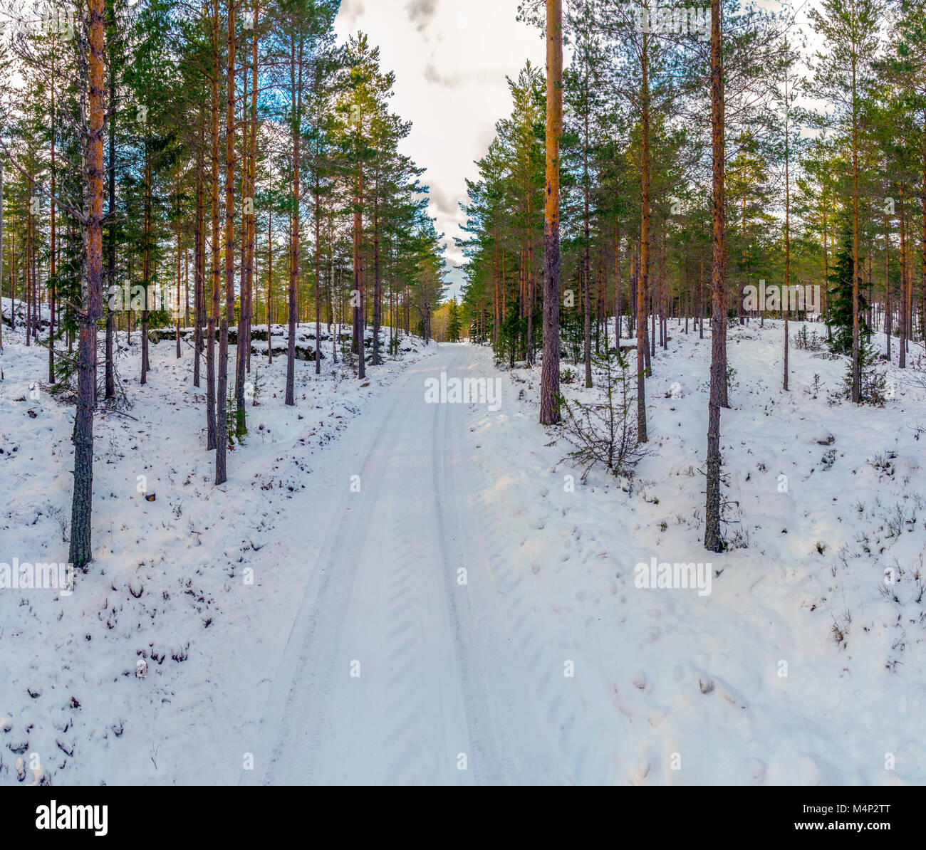 Forest and frozen landscape in winter with snow covered ground Stock ...