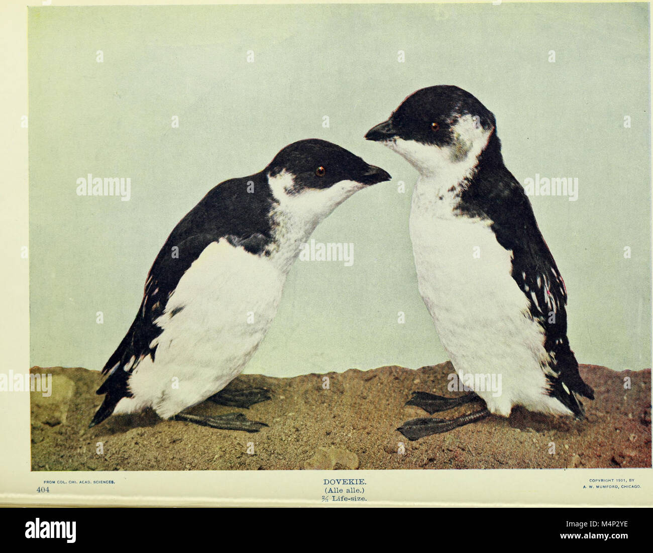 'Birds and Nature' (1901) explores the natural world through the study ...
