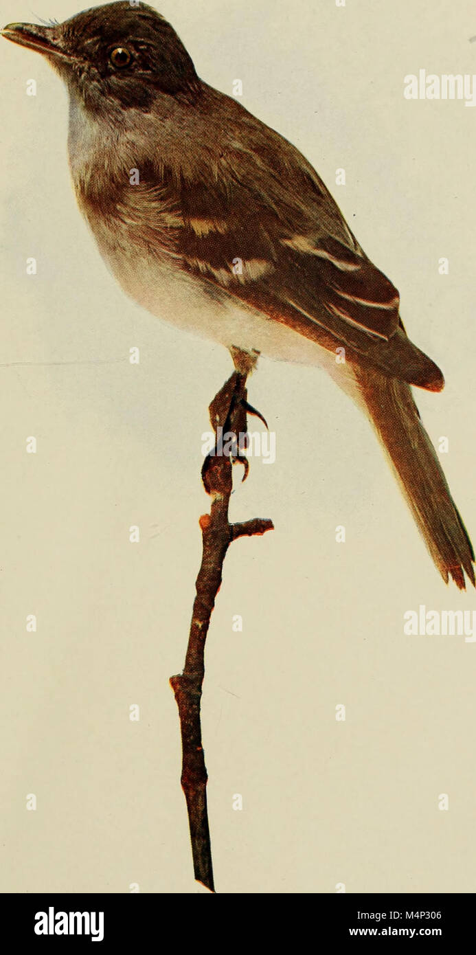 'Birds and Nature' (1902) explores various bird species, their habitats ...