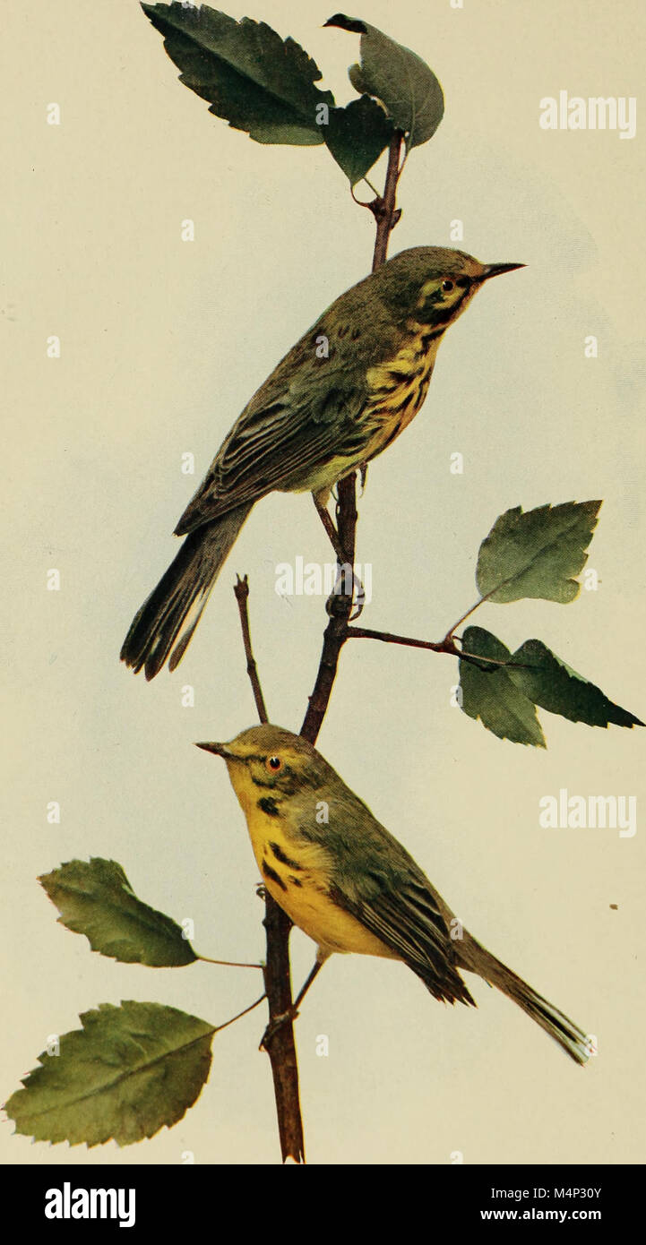 *Birds and Nature* (1902) is a publication dedicated to the study of ...