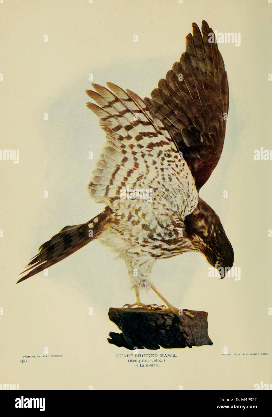 A 1902 publication on birds and their natural habitats, providing ...