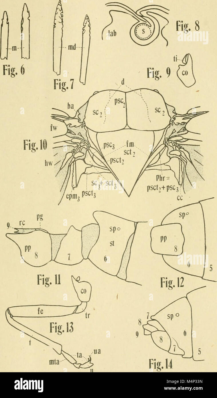 The Annals of the Entomological Society of America (1913) is a ...