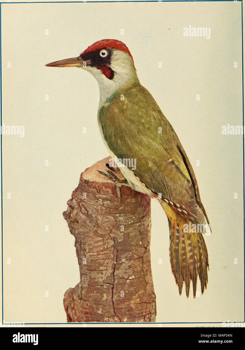 Birds and Nature (1903) focuses on the study of bird species and their ...