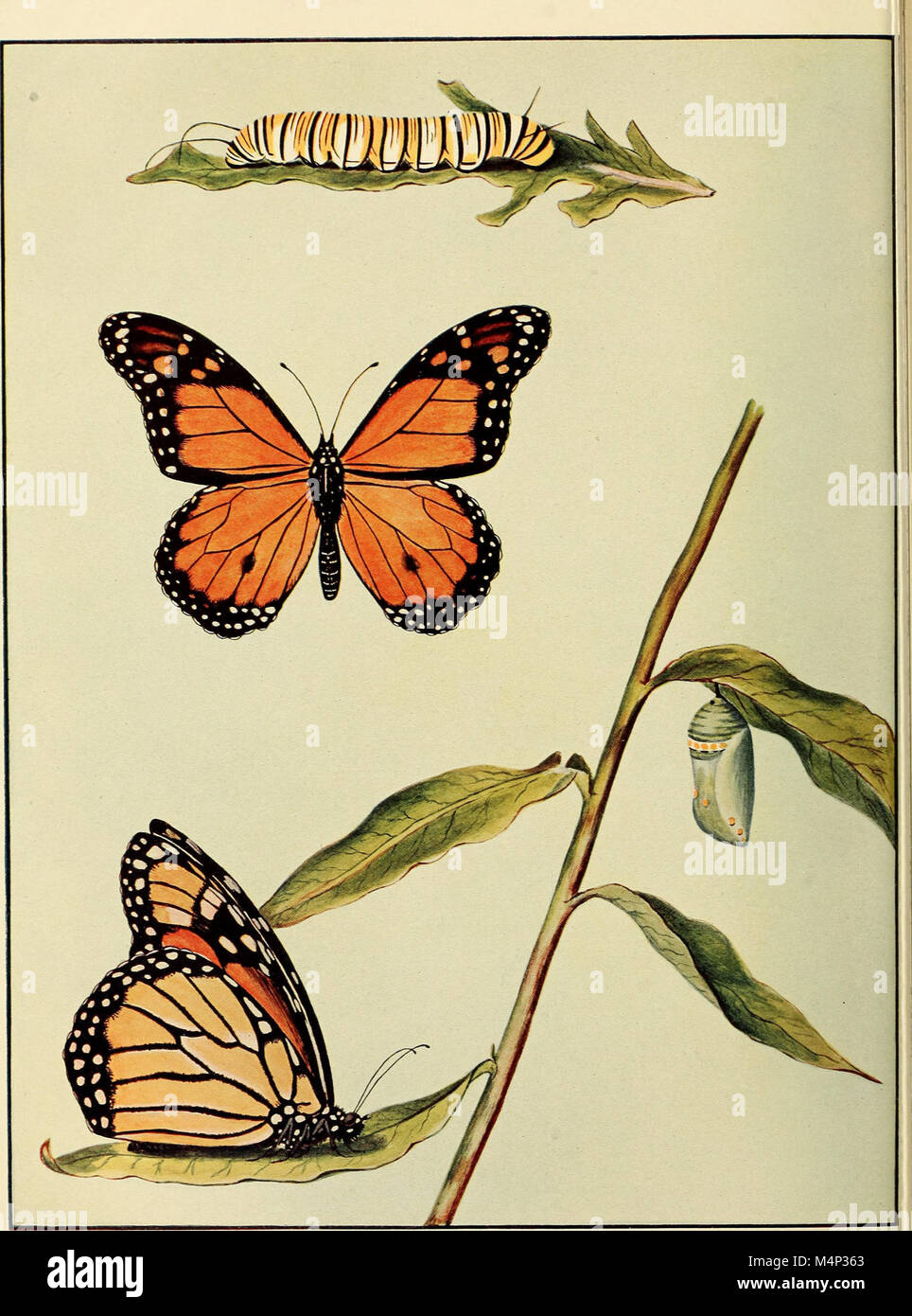 â€˜Birds and Natureâ€™ (1903) focuses on the study of bird species and ...