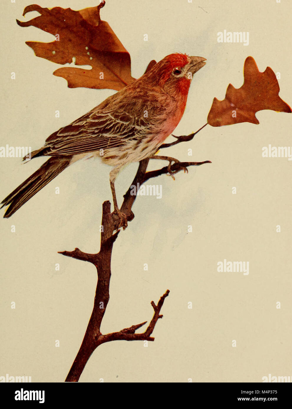 *Birds and Nature* (1904) focuses on the relationship between birds and ...