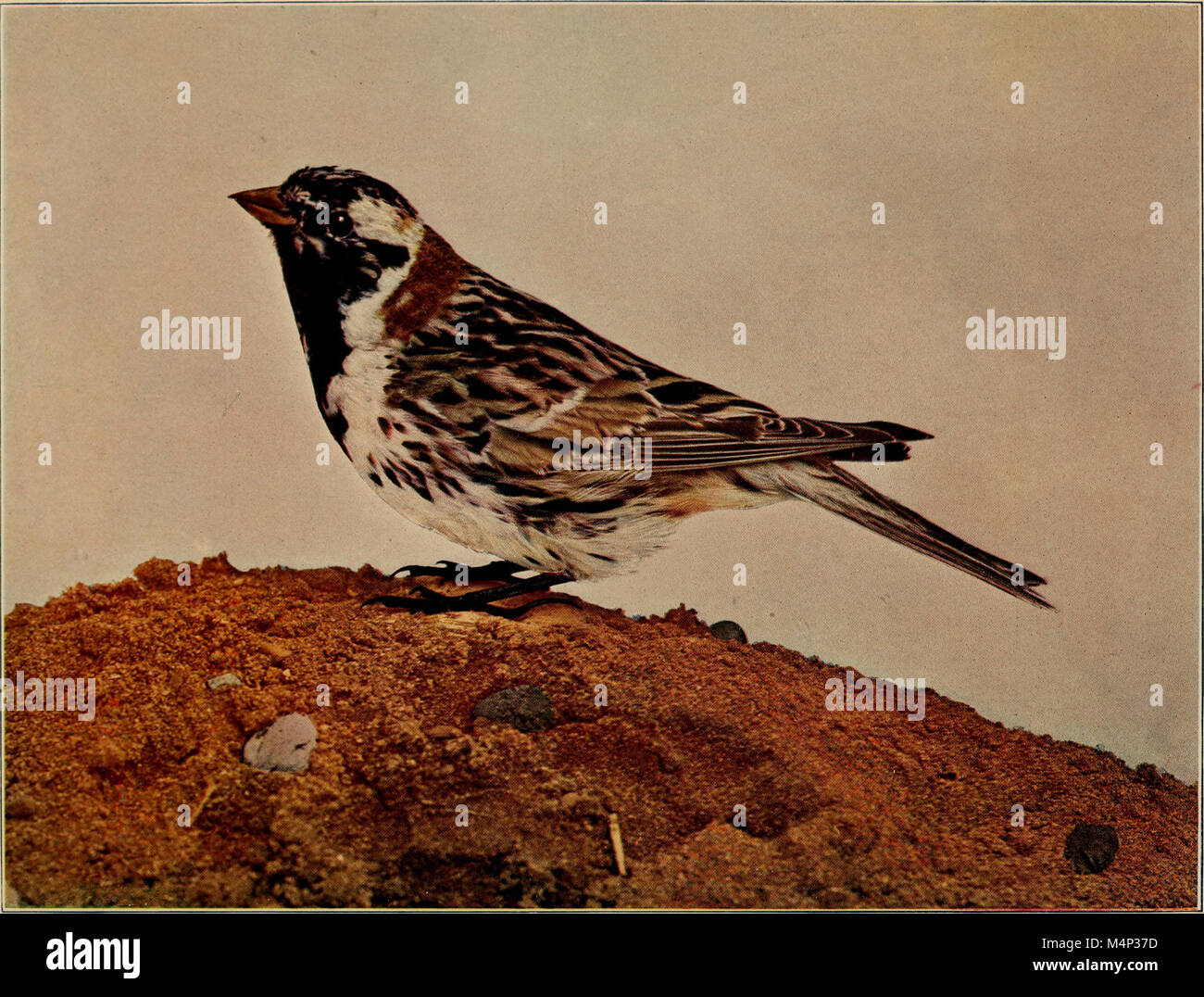 'Birds and Nature' (1904) is a publication that focuses on the study of ...