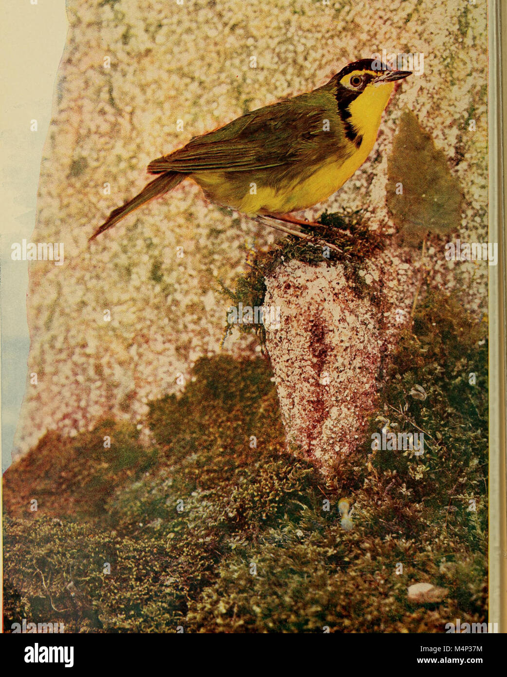 Birds and Nature (1904) is a journal focusing on the natural history of ...