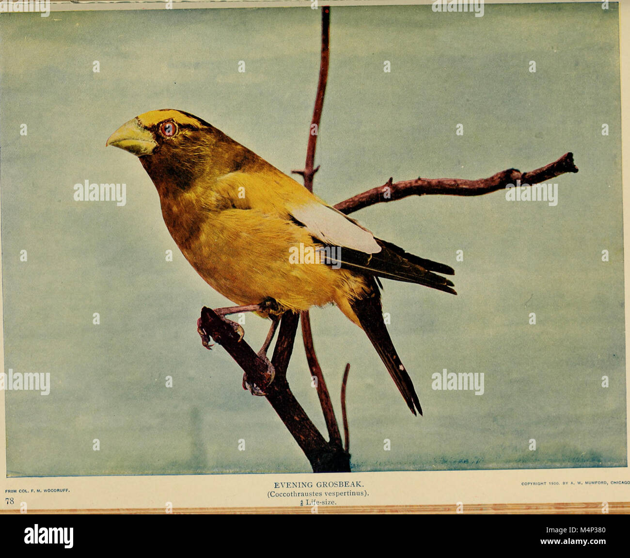 *Birds and Nature* (1904) explores the natural history of birds ...