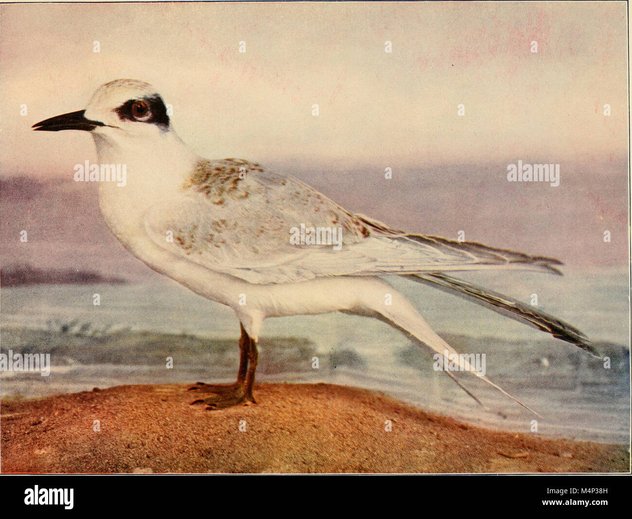 'Birds and Nature' (1904) explores various bird species, their habitats ...