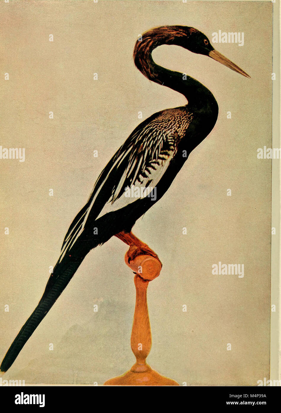 'Birds and Nature' (1904) explores the relationship between birds and ...