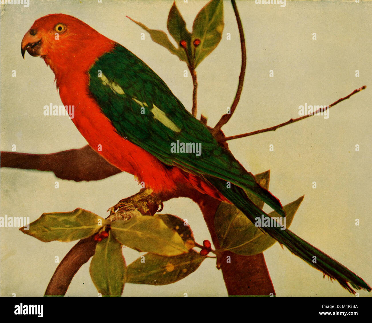 'Birds and Nature' (1905) is a periodical focusing on the study of ...