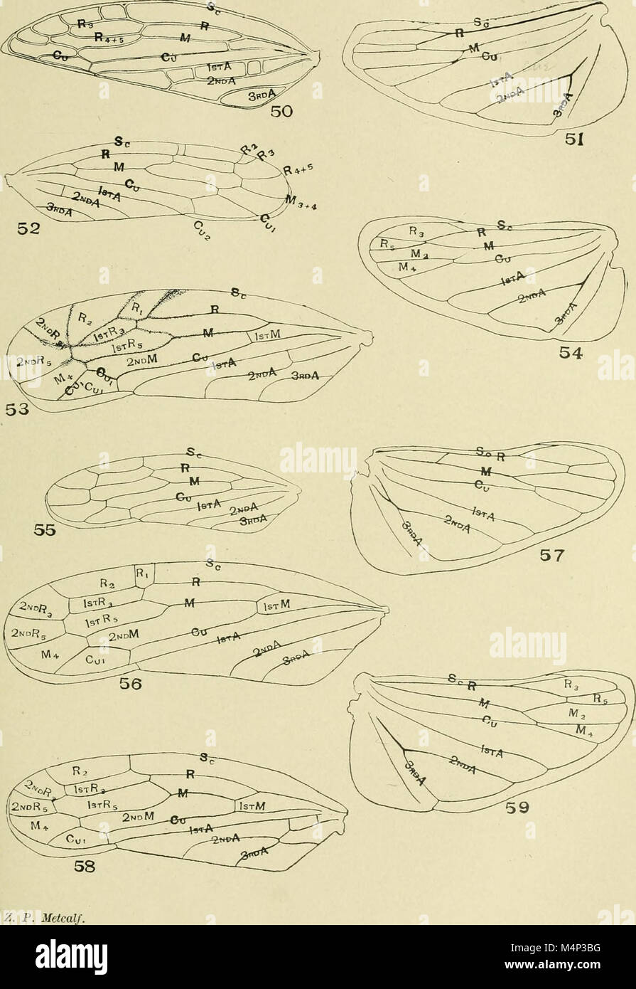 The *Annals of the Entomological Society of America* (1913) presents ...