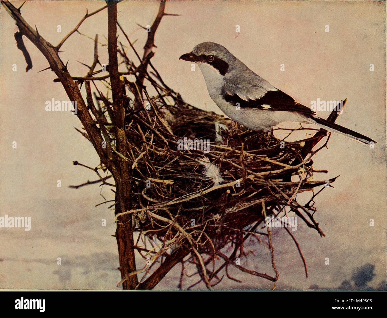 'Birds and Nature' (1905) offers further exploration of bird species ...