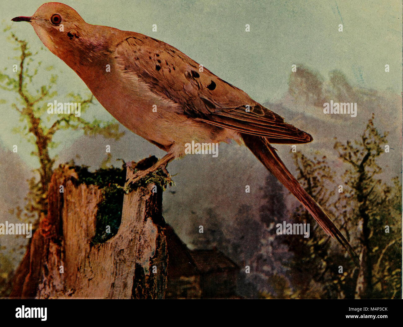 Birds and Nature (1905) presents detailed studies of various bird ...