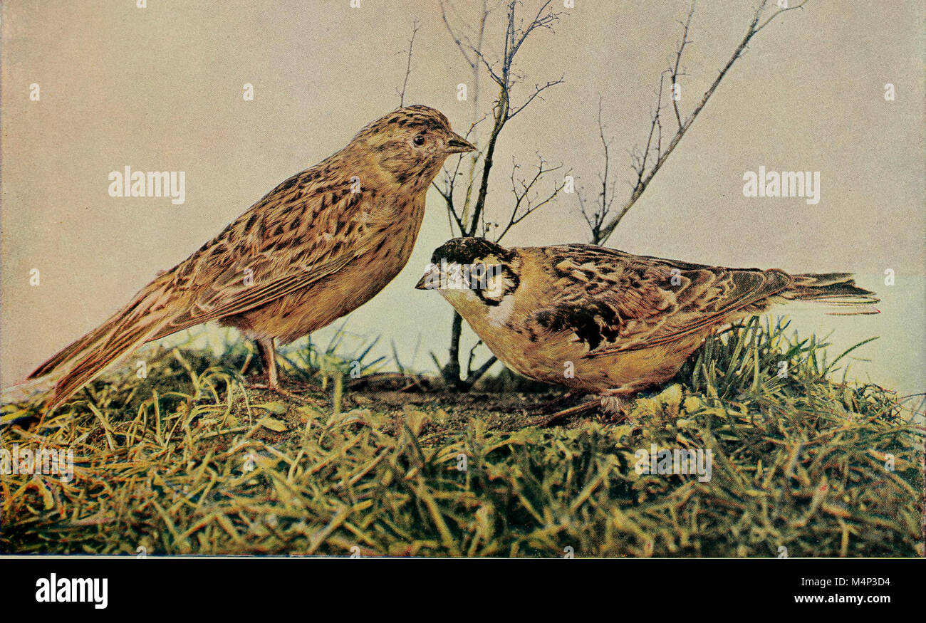 Birds and Nature, published in 1905, is a periodical focused on birds ...