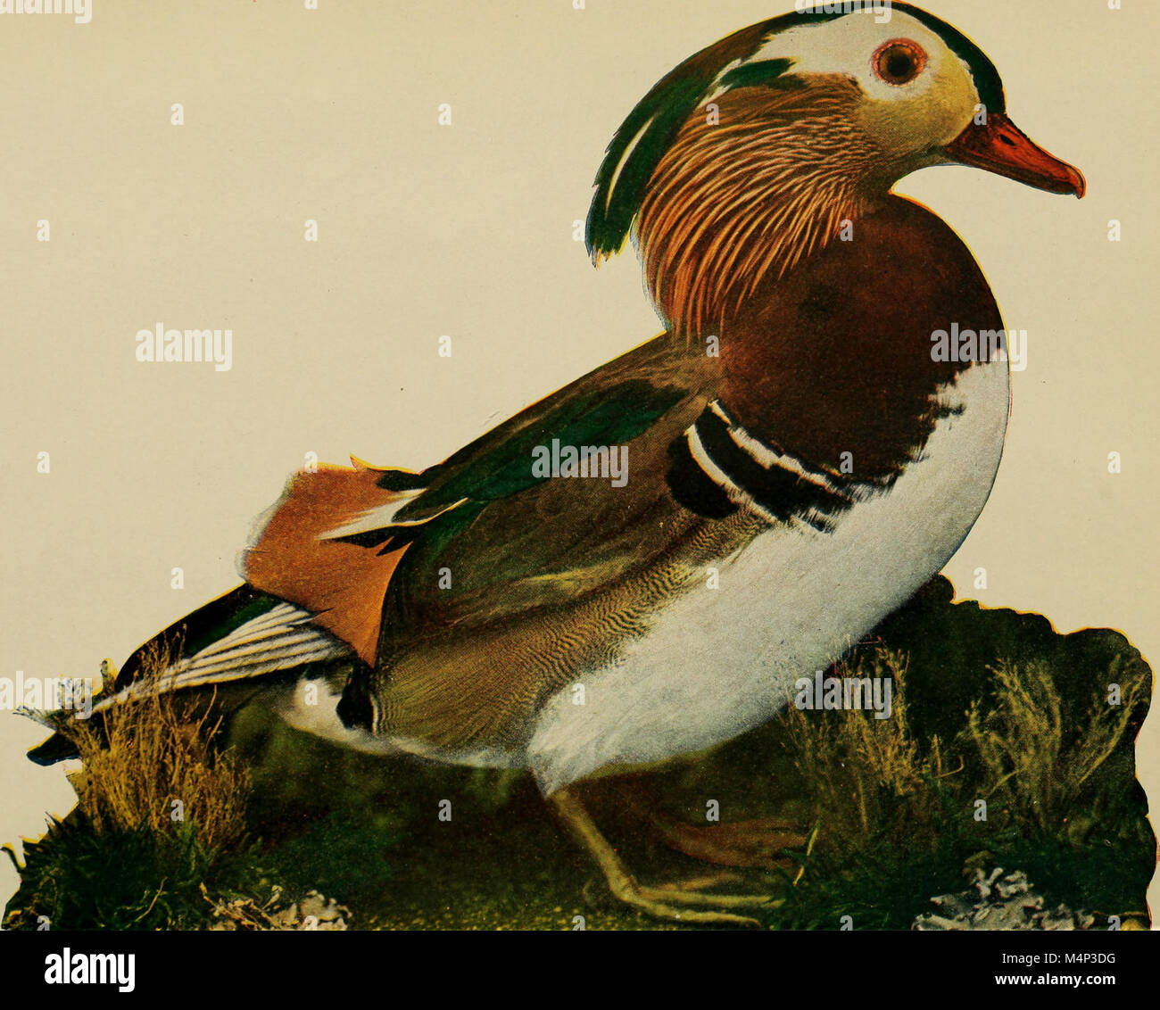 Birds and Nature, published in 1905, explores the relationship between ...