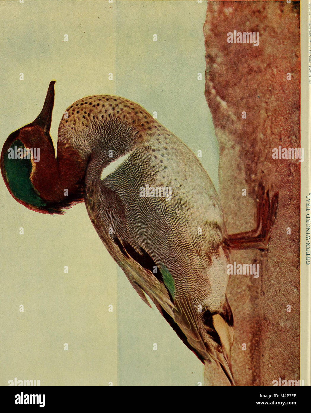 Birds and nature (1905) (14755321582 Stock Photo - Alamy