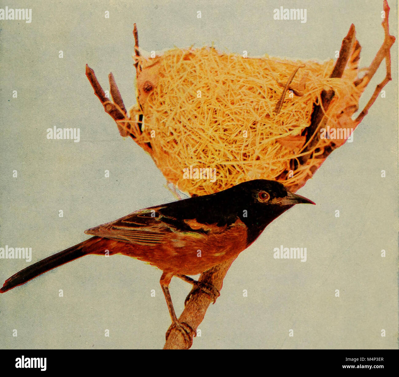 'Birds and Nature' (1905) is a publication that explores the natural ...