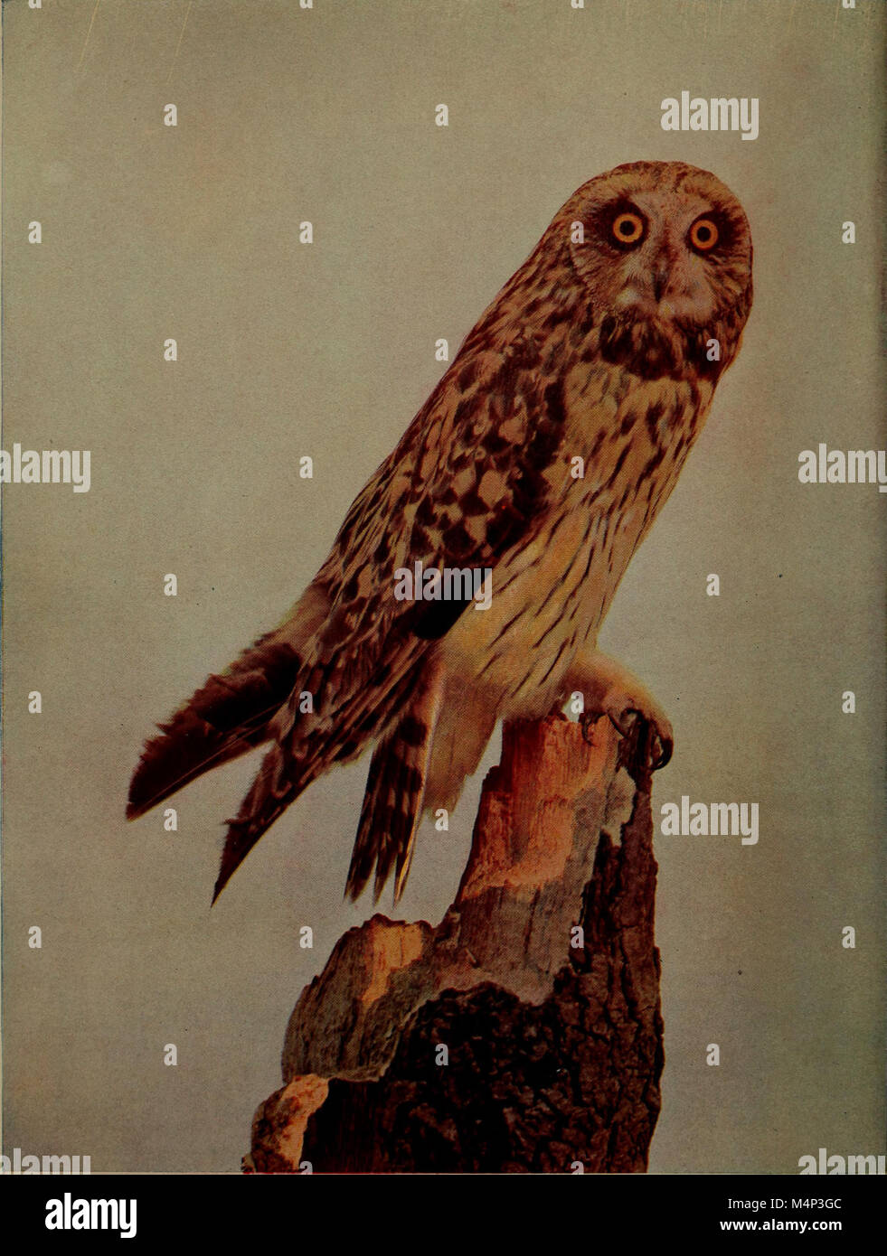 'Birds and Nature' (1906) explores the natural world of birds, focusing ...