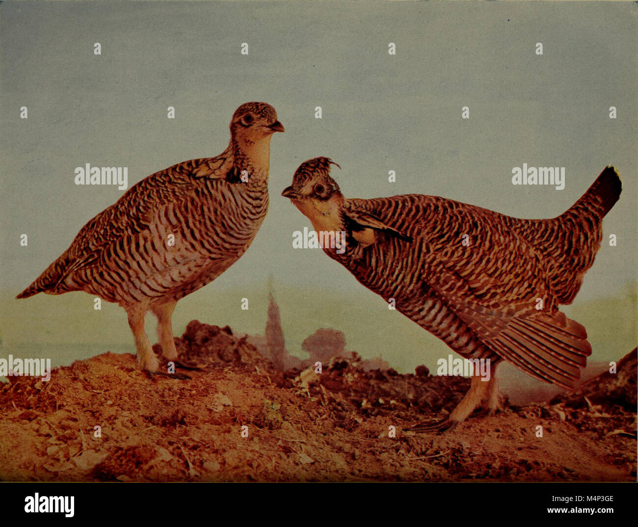 'Birds and Nature' (1906) focuses on avian species, their behaviors ...