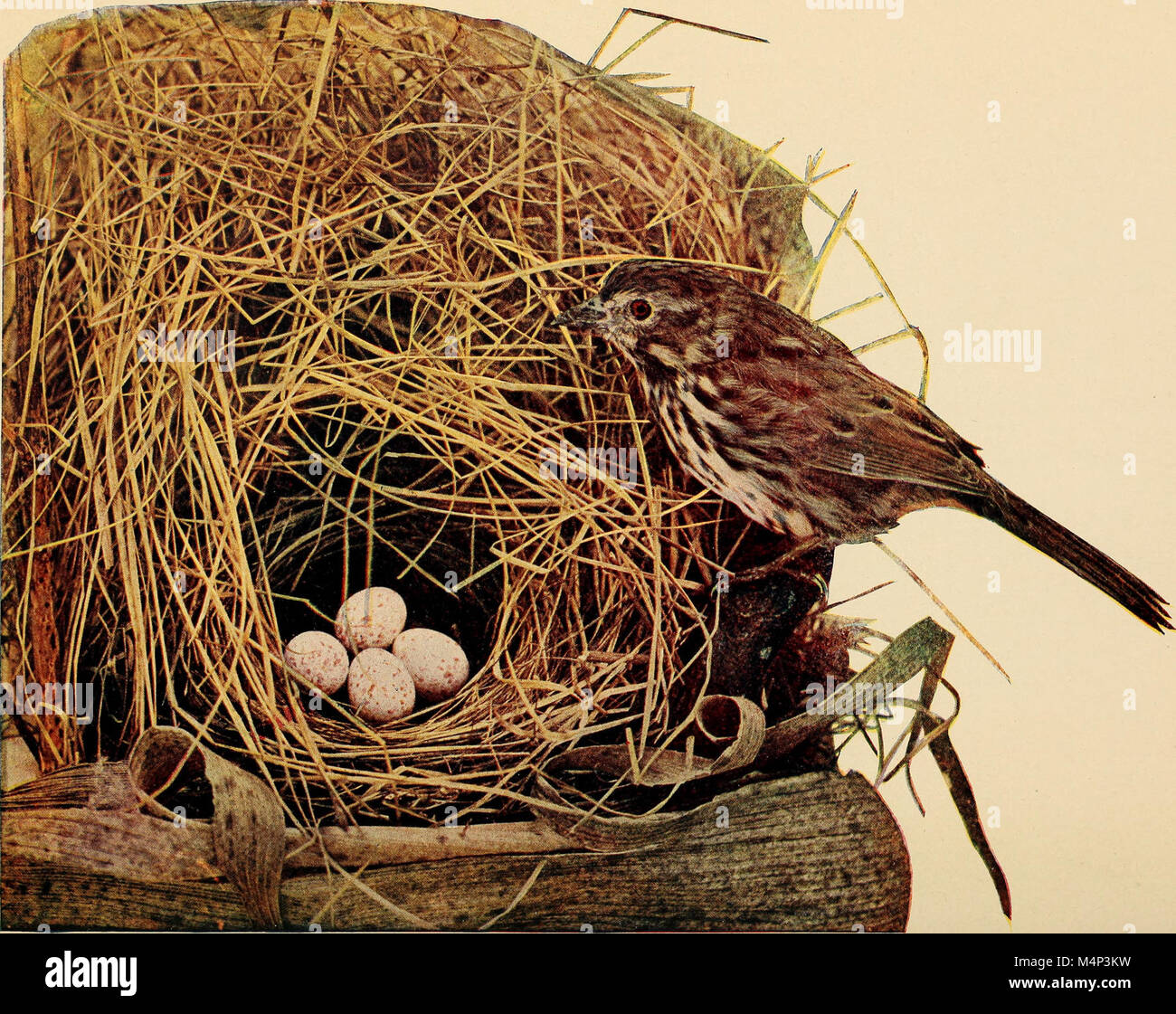 This work examines the relationship between birds and their natural ...