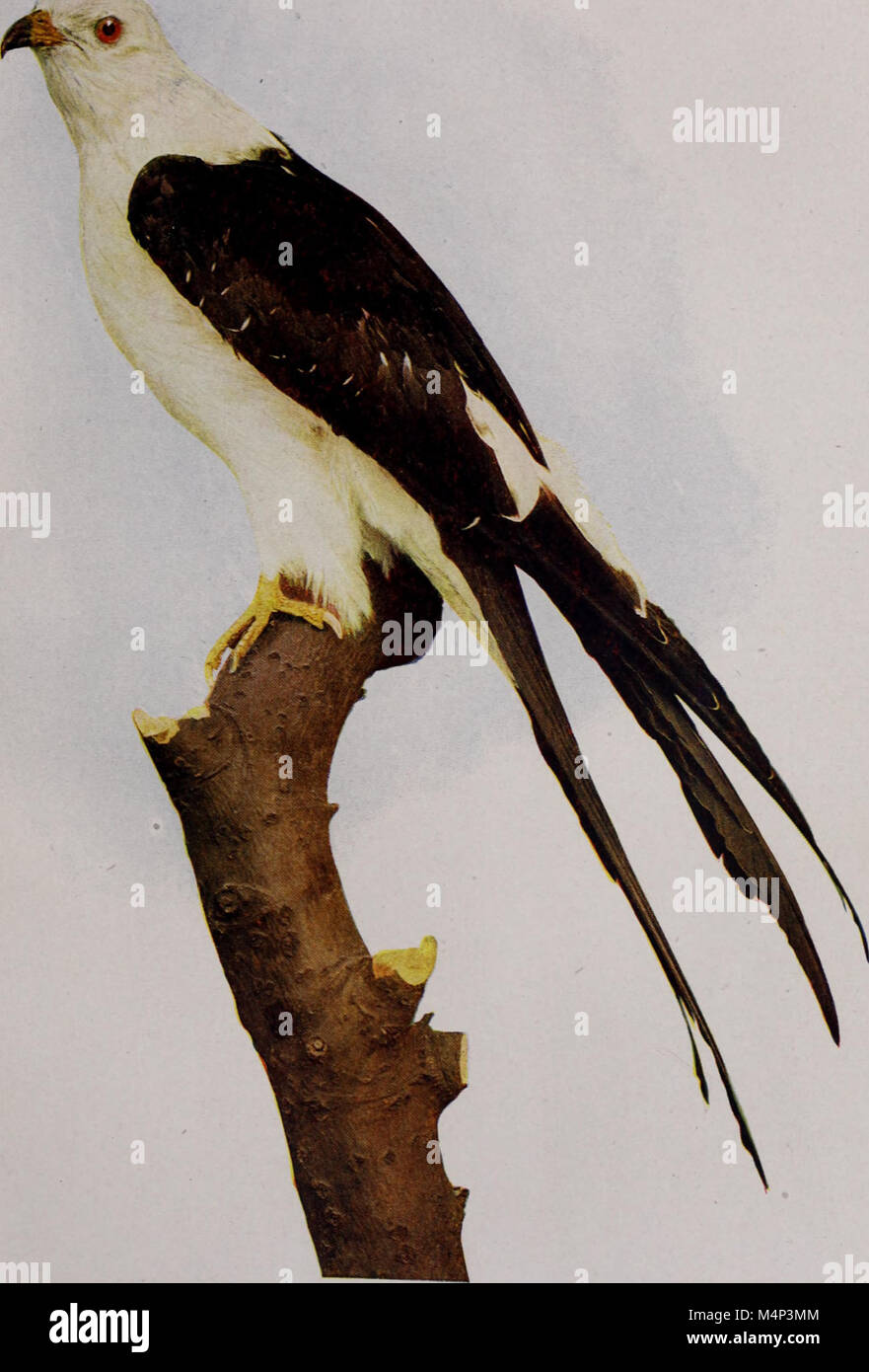 'Birds and Nature in Natural Colors' (1913) is a collection of ...