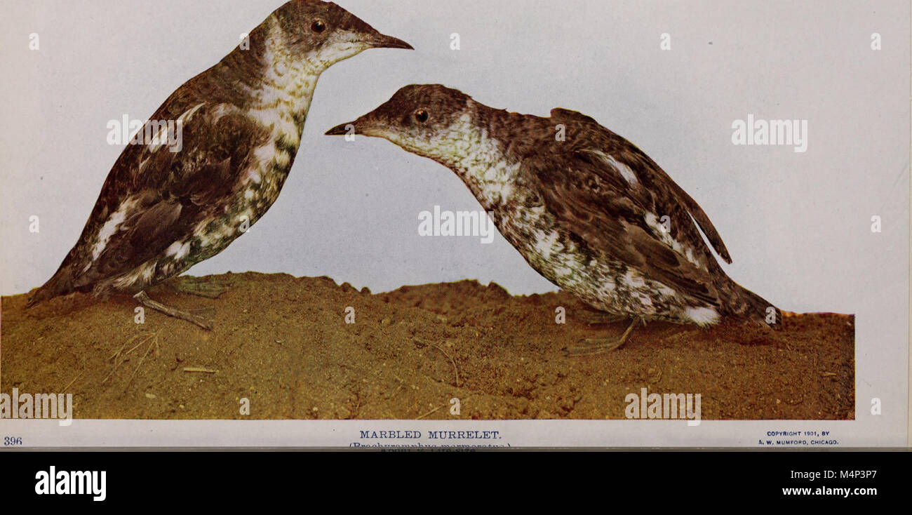 'Birds and Nature in Natural Colors' (1913) is a collection of vibrant ...