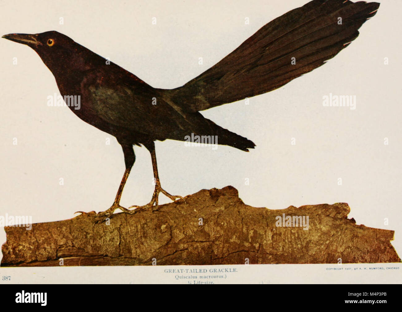 This 1913 work offers a scientific and popular overview of 400 bird ...