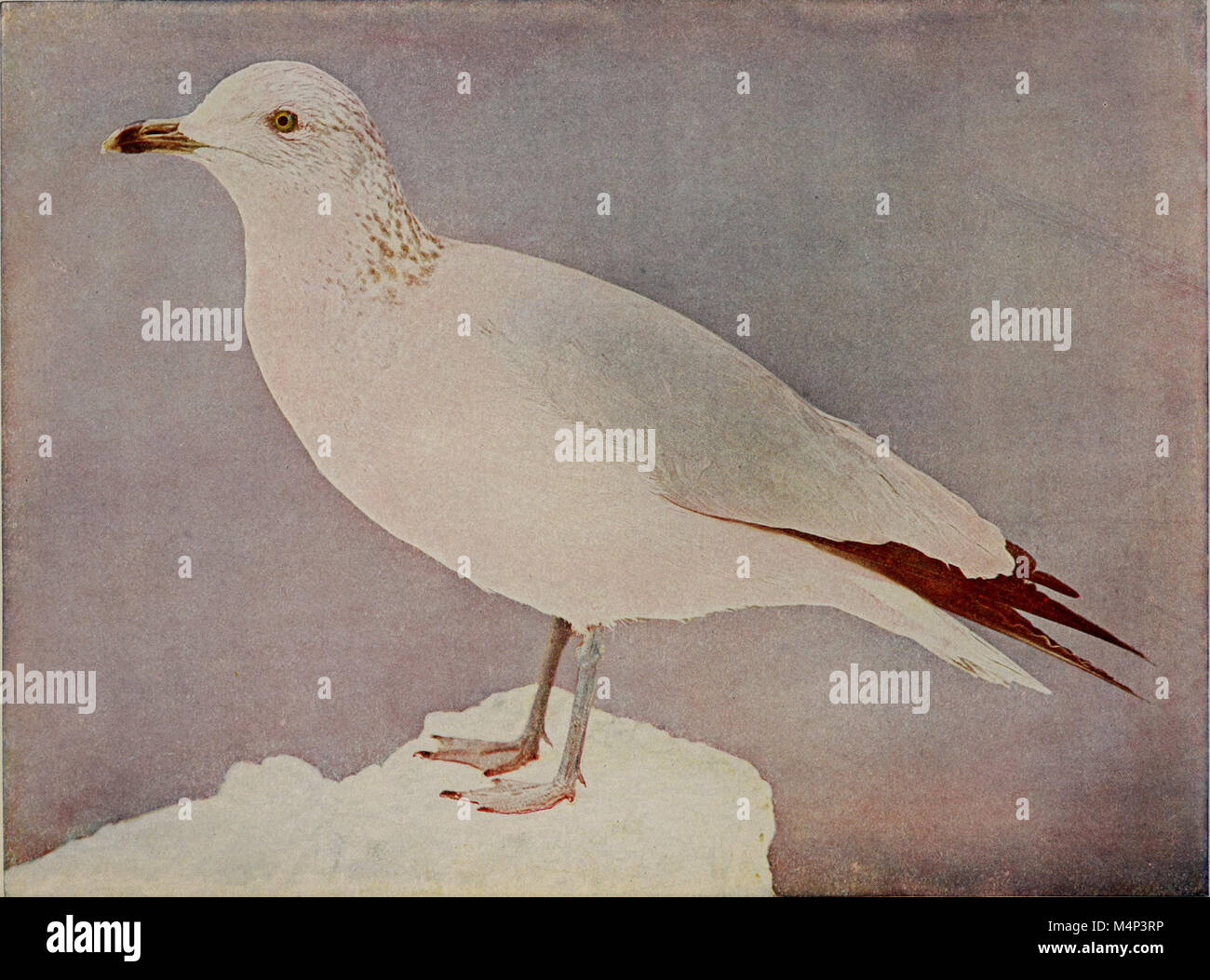 Birds and nature in natural colors - being a scientific and popular ...