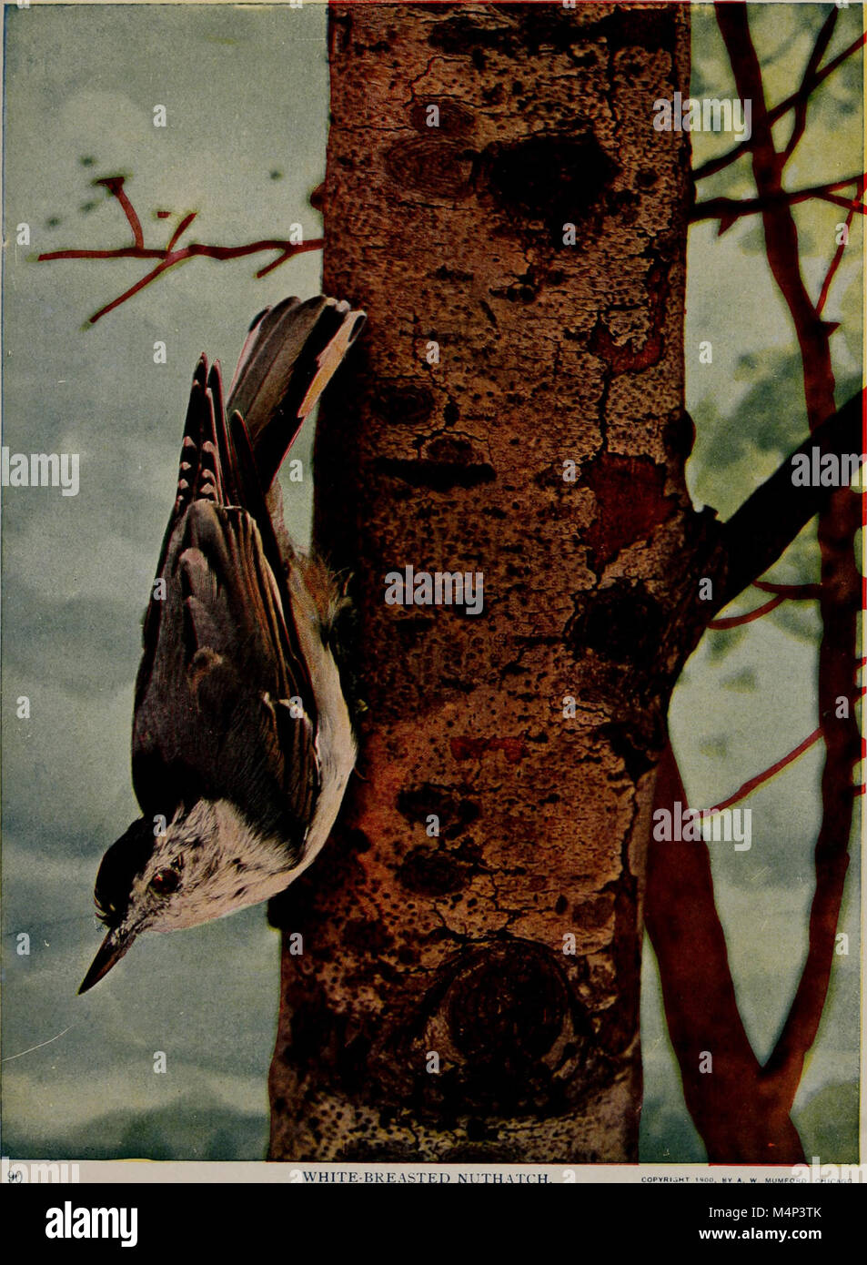 This 1913 work provides a comprehensive guide to 400 species of birds ...