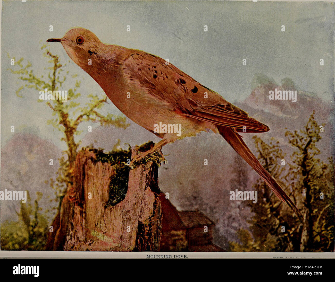 Birds and nature in natural colors - being a scientific and popular ...