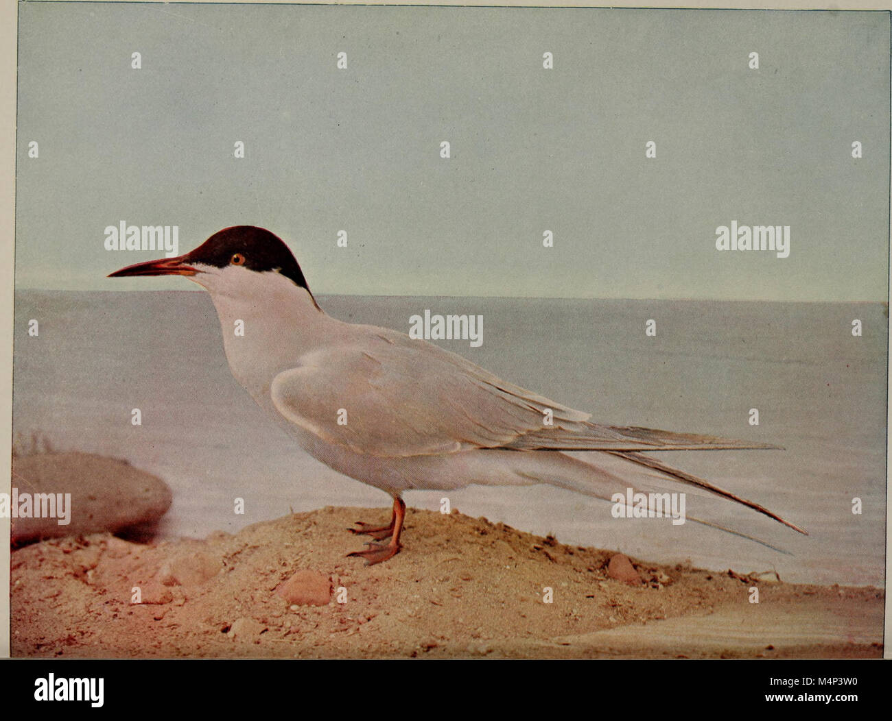 The 1913 work 'Birds and Nature in Natural Colors' presents detailed ...