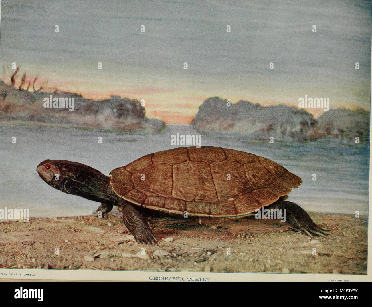 Birds and Nature magazine, published in 1896, focuses on avian species ...