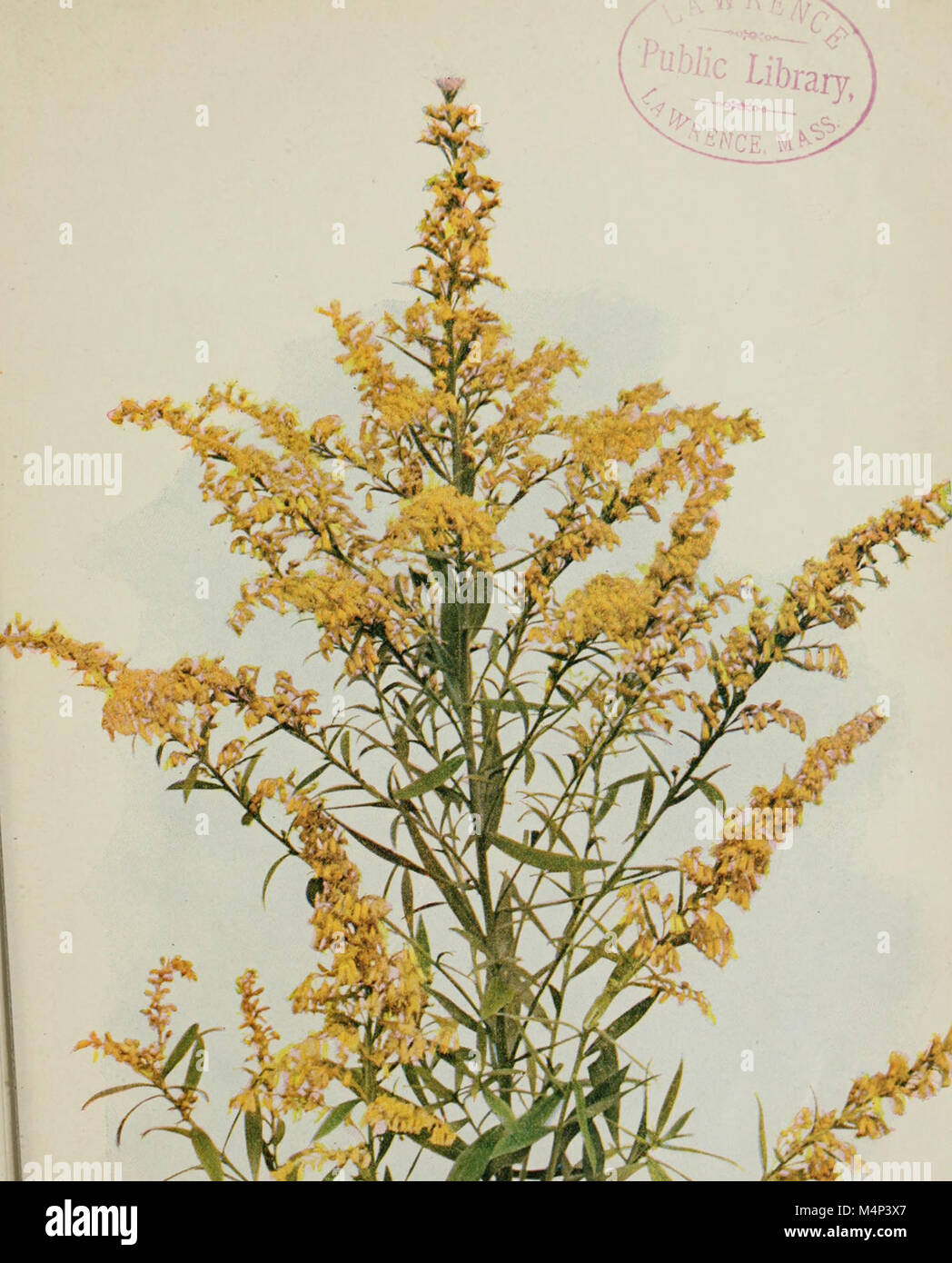 The 1896 issue of Birds and Nature Magazine focuses on avian species ...