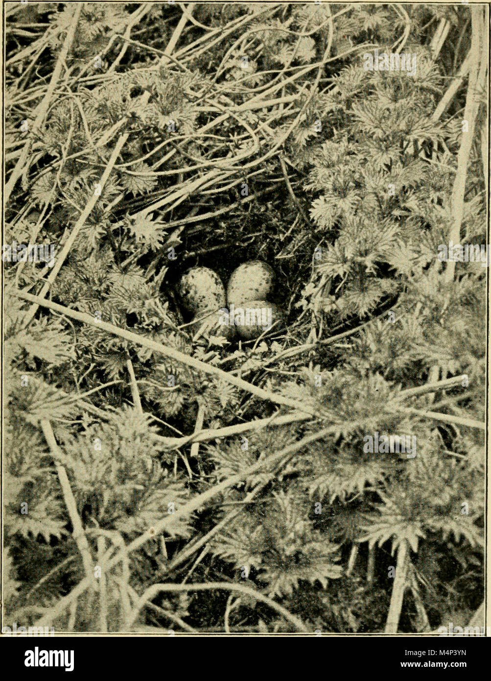 This 1907 guide explores bird species found in urban and suburban areas ...