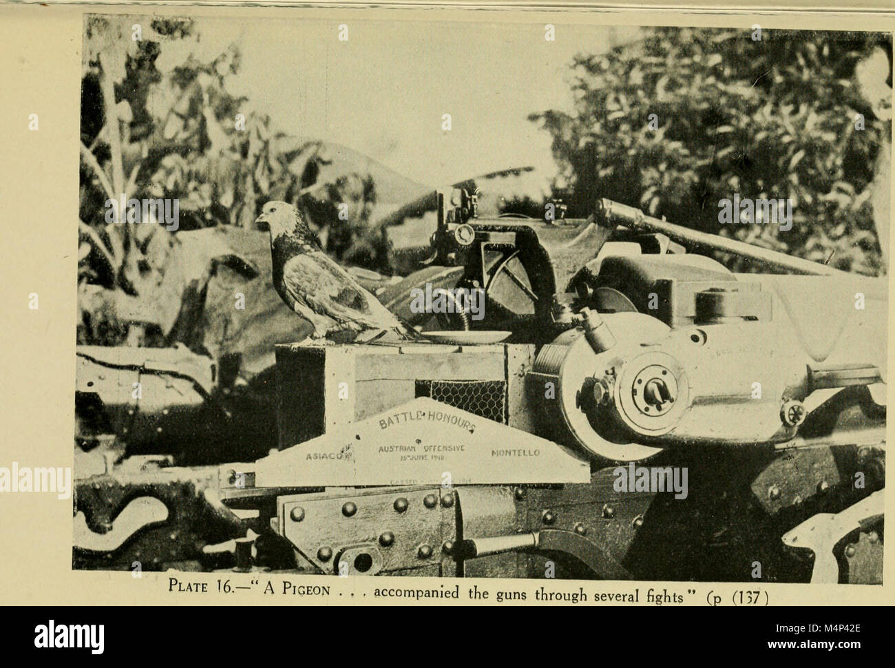 *Birds and the War* (1919) discusses the impact of war on bird ...