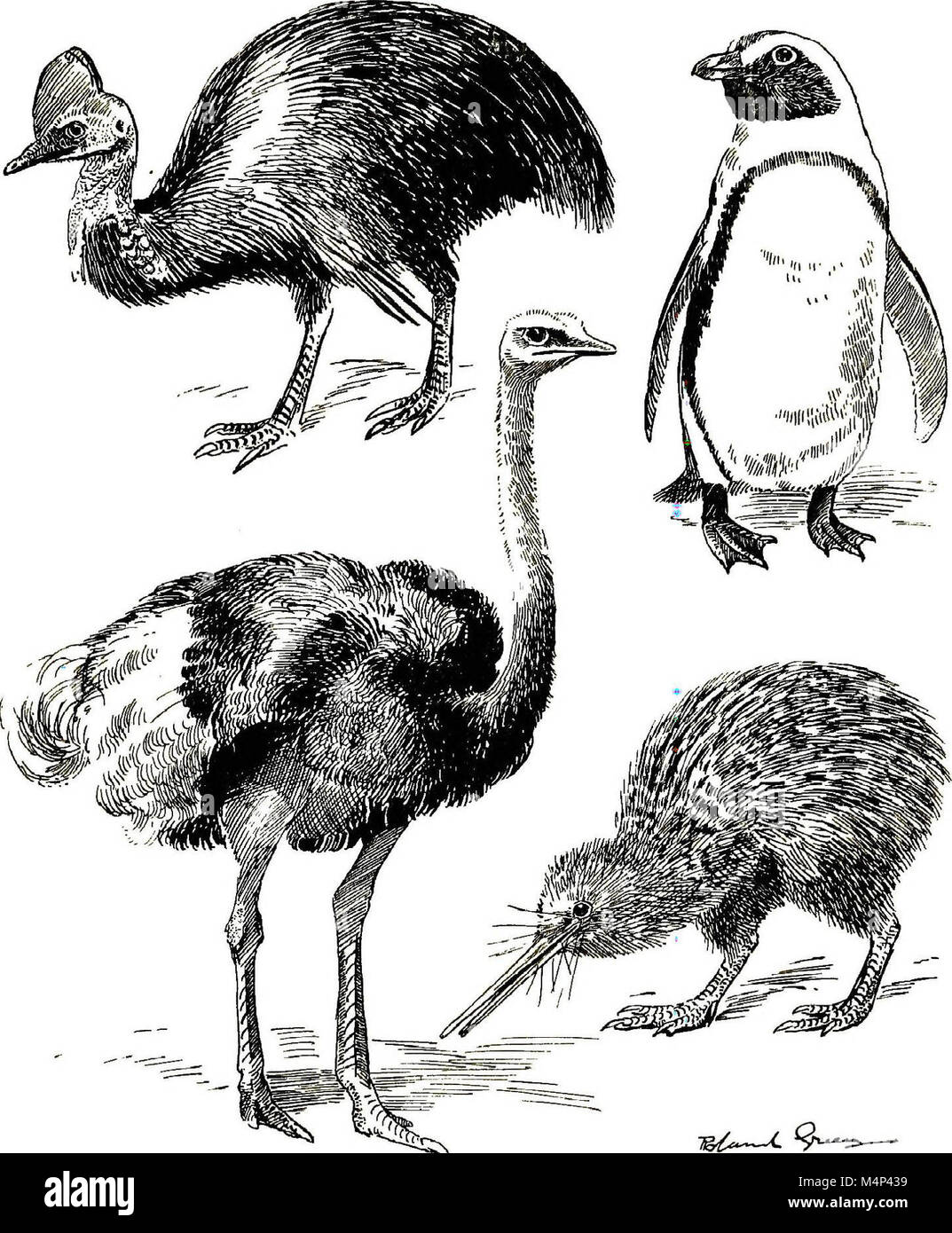 'Birds in Flight' (1922) presents a detailed examination of bird ...