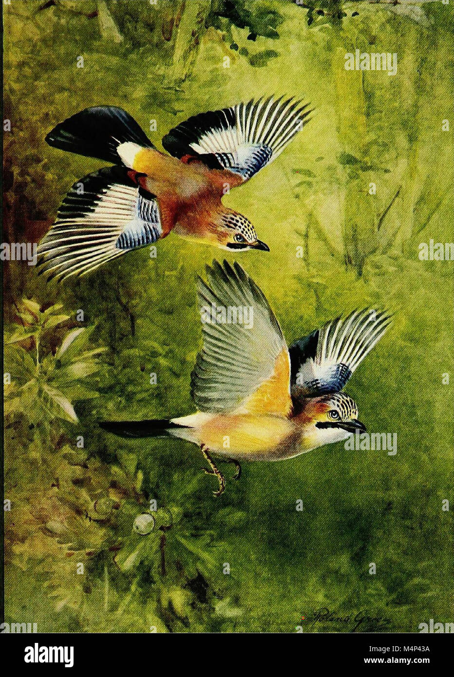 This 1922 publication explores the dynamics of birds in flight ...