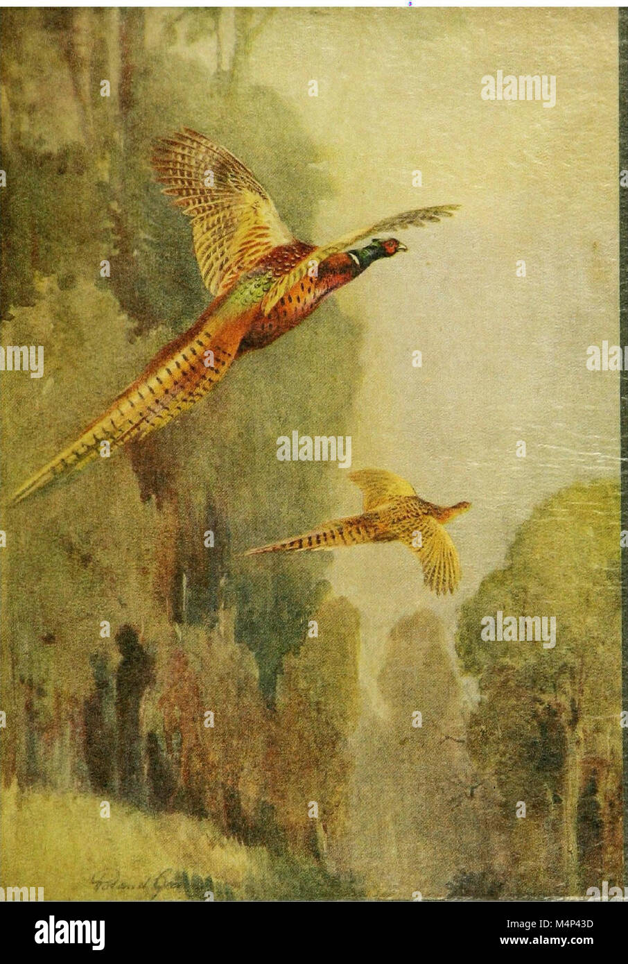 *Birds in Flight* (1922) studies the behavior and mechanics of birds ...